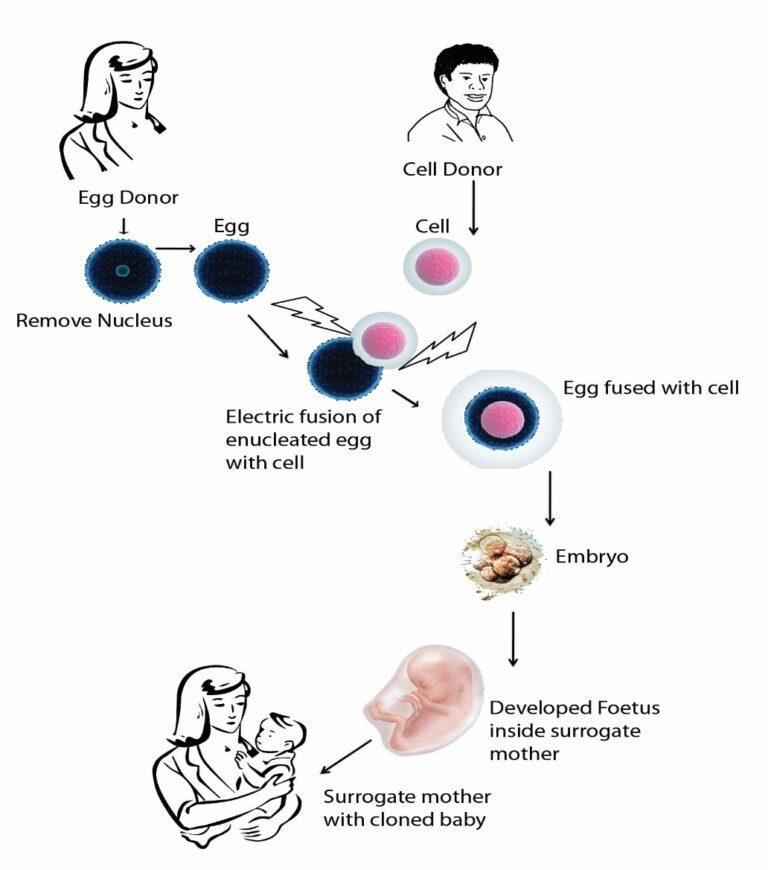 Download: Human Cloning Biology Investigatory Project PDF Class 12