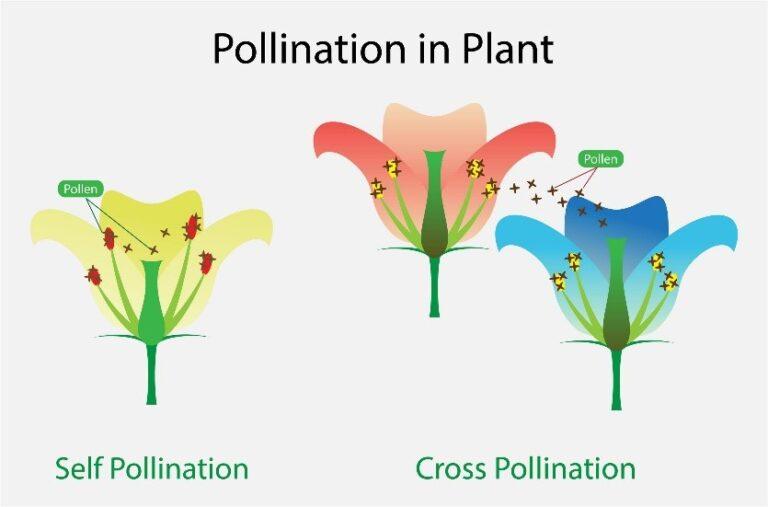Pollination in Plants Investigatory Project PDF class 12 » Knowledge Cycle