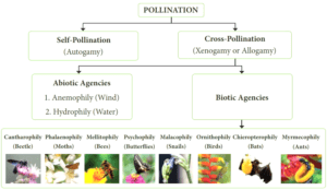 Pollination in Plants Investigatory Project PDF class 12 » Knowledge Cycle