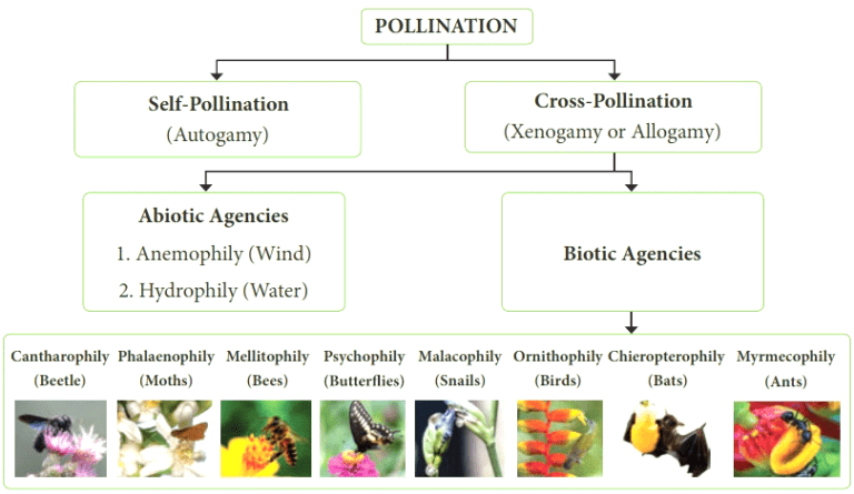 Pollination in Plants Investigatory Project PDF class 12 » Knowledge Cycle